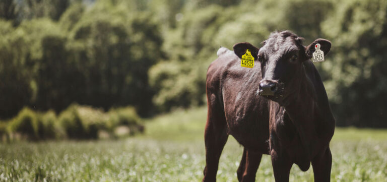 Warrendale Wagyu Ireland – Warrendale Wagyu Ireland work with forward ...