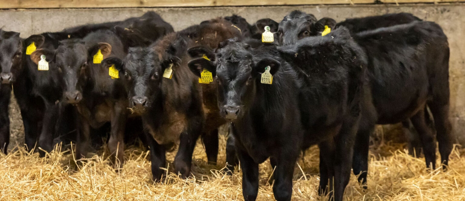Warrendale Wagyu Ireland – Warrendale Wagyu Ireland work with forward ...